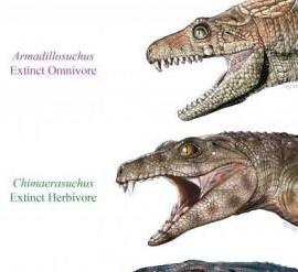 Chimaerasuchus