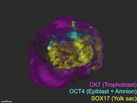사이언스타임즈
